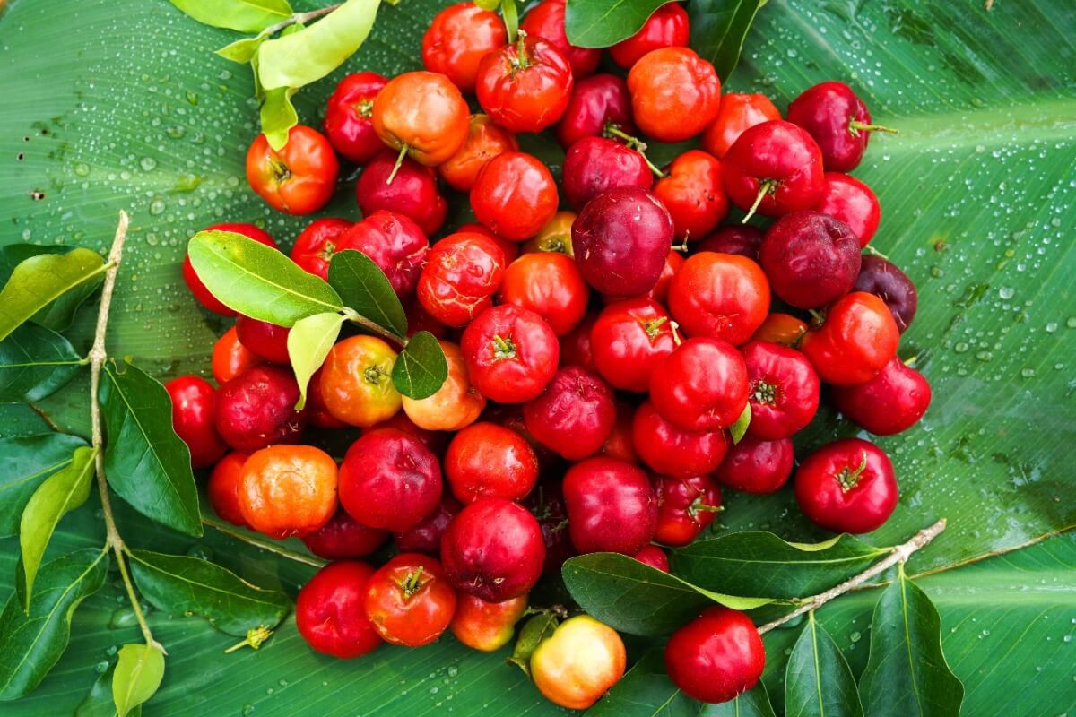 Acerola: conheça a superfruta tropical rica em vitamina C e fácil de ...