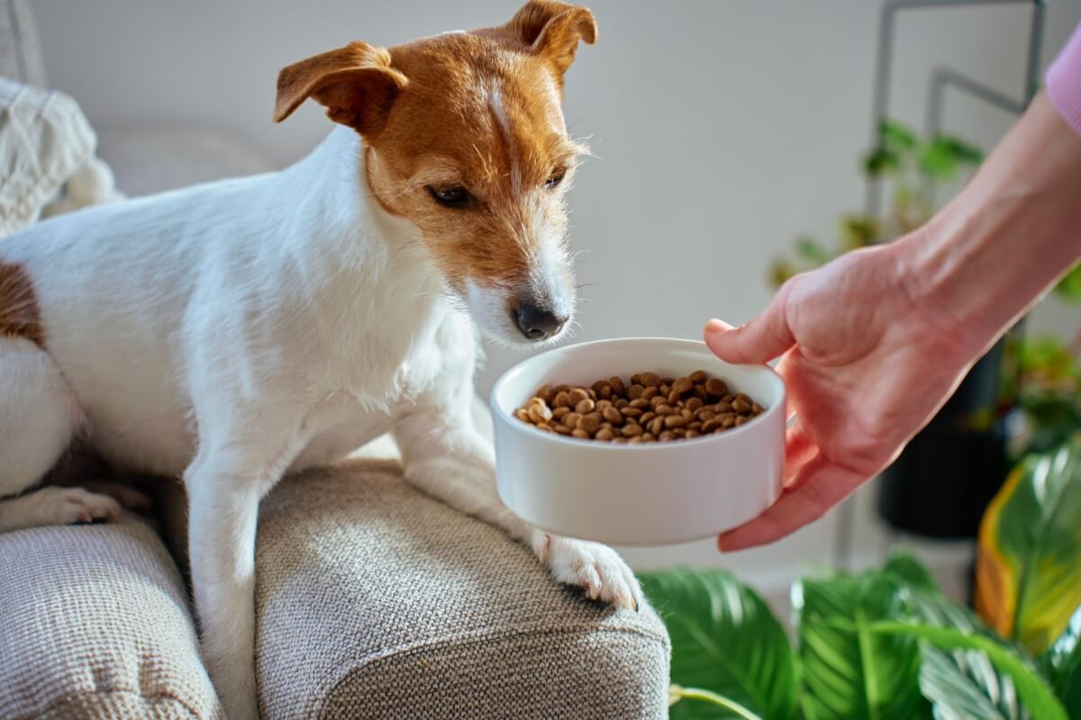 Animal não quer comer: entenda as causas e quando procurar ajuda ...