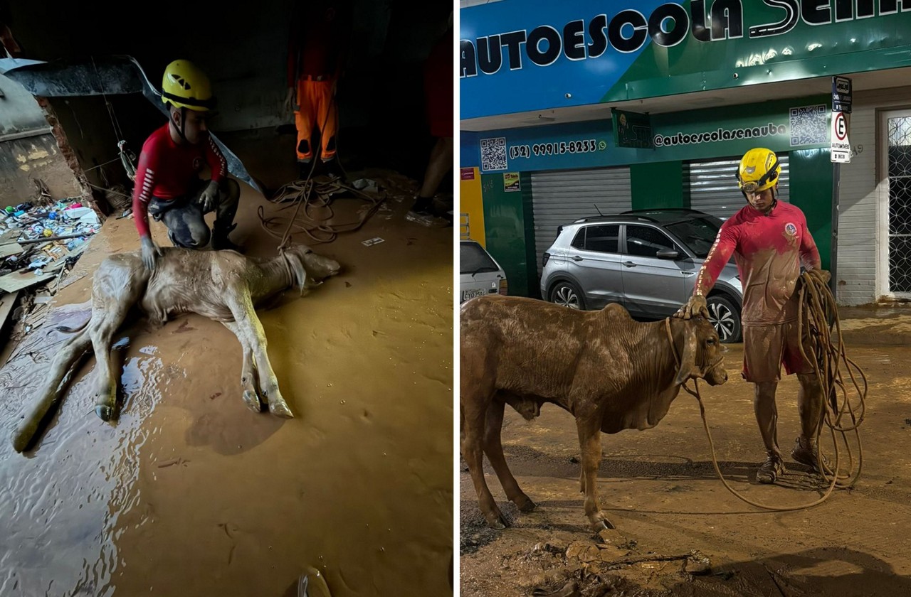 Vídeos mostram resgate de bezerro em risco após inundações em Ubá