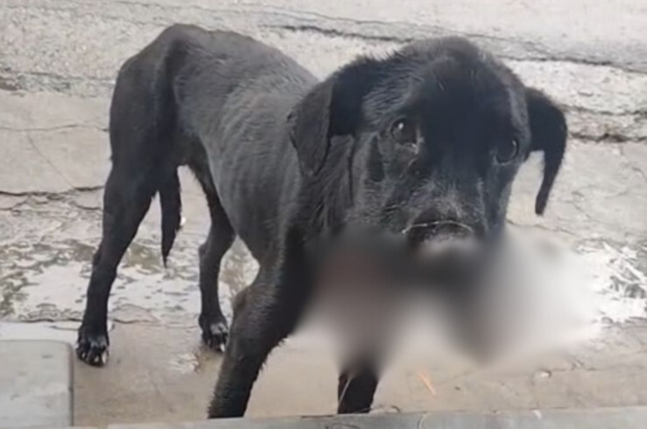 Cão em situação de rua aparece com boca ‘estourada’ em Betim