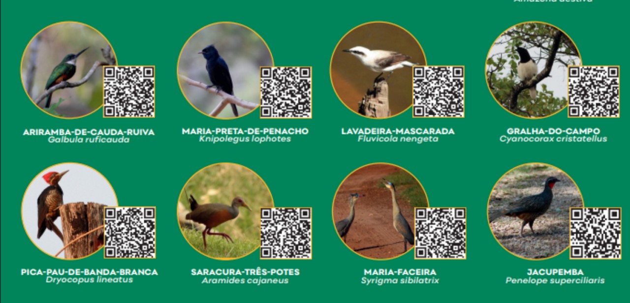 Mata localizada em região de BH possui mais de 160 aves