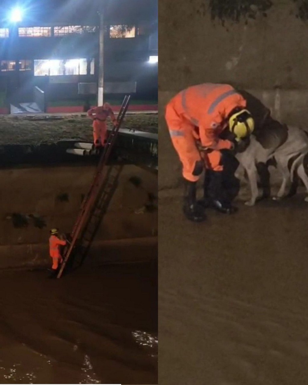 Bombeiros resgatam cadela que caiu no canal do Córrego Grande, em