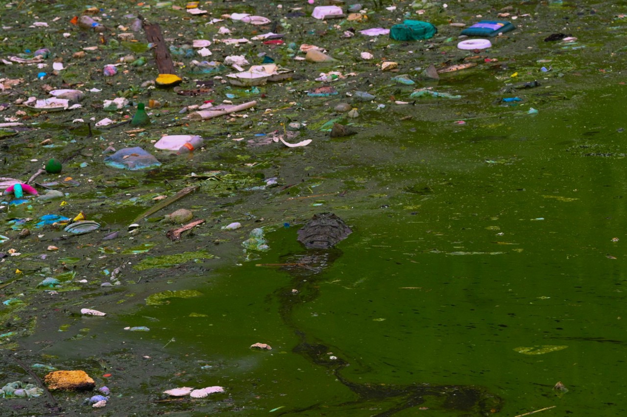 Com água verde, PBH cria grupo para retomar navegação na Pampulha