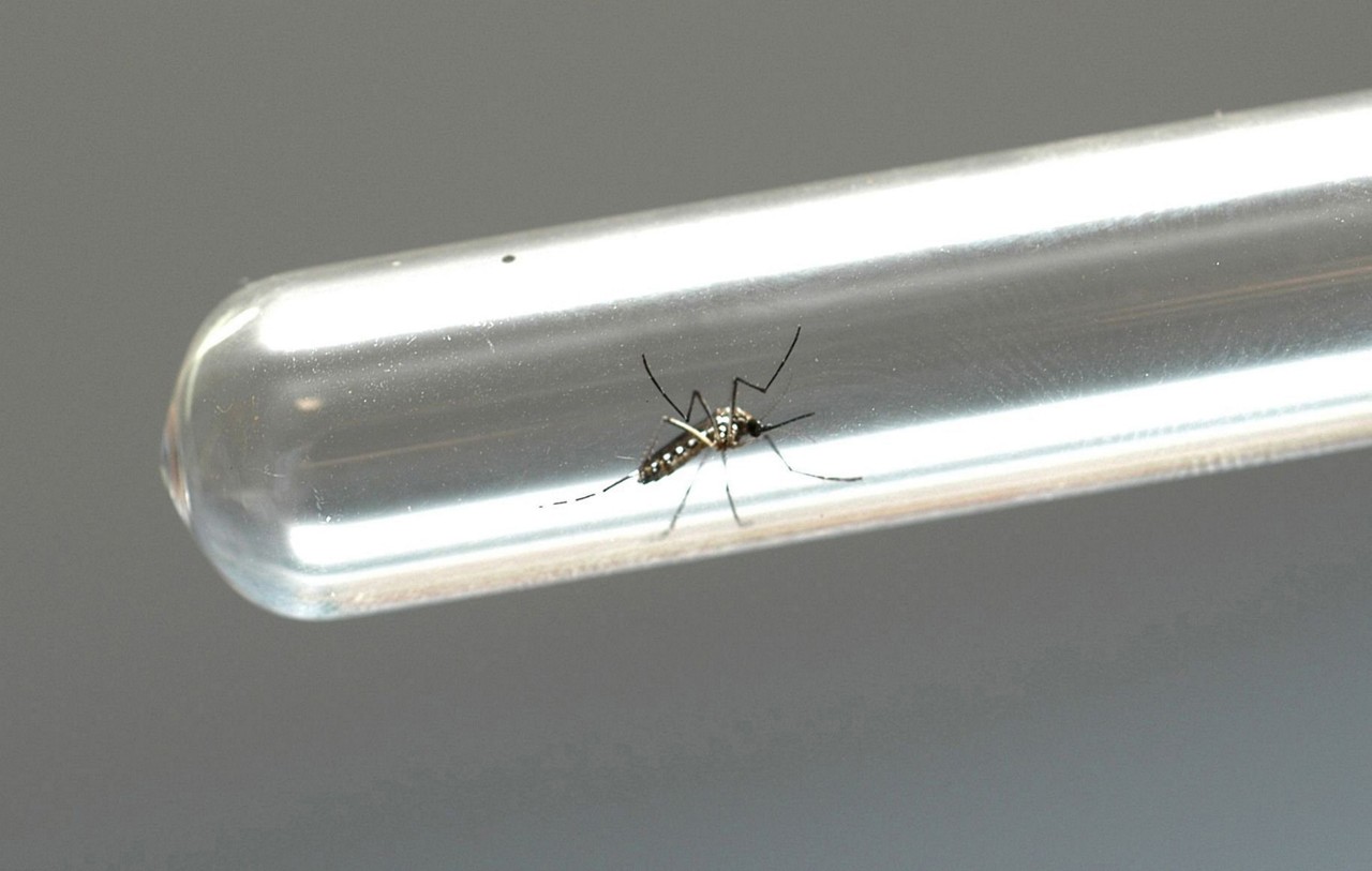 MG registra mais de 8 mil casos de dengue e investiga 14 mortes