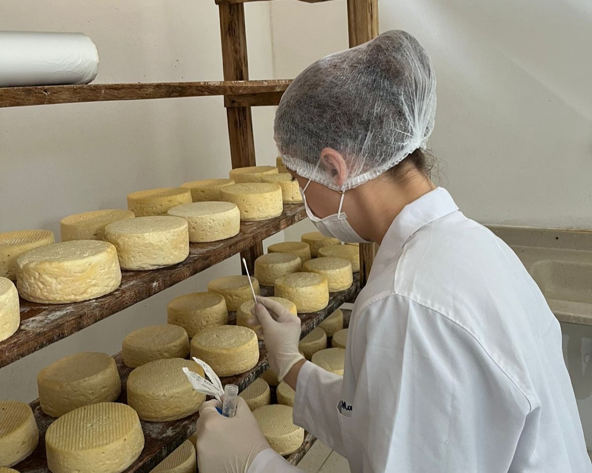 Estudo vai mapear ‘DNA’ do Queijo Minas Artesanal do Serro para atestar ...