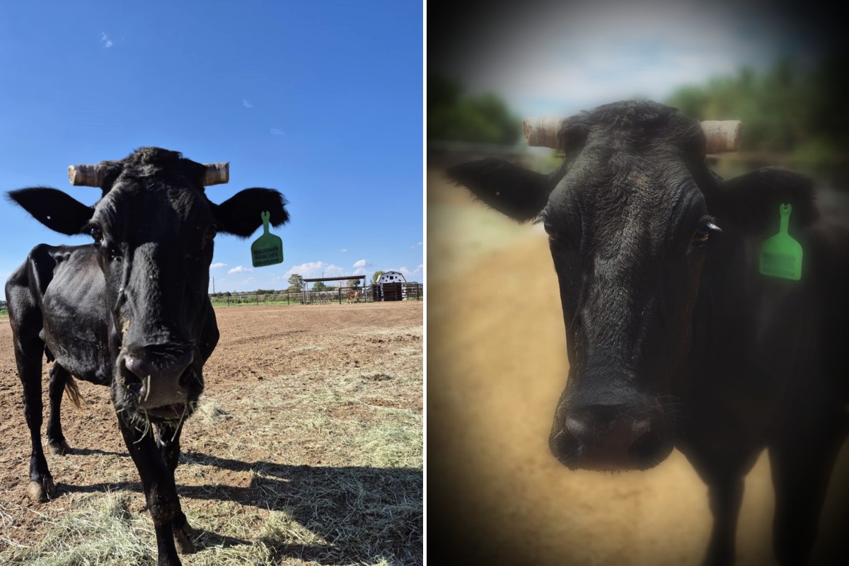 Vaca foge de abatedouro, é recapturada, mas viraliza e é salva